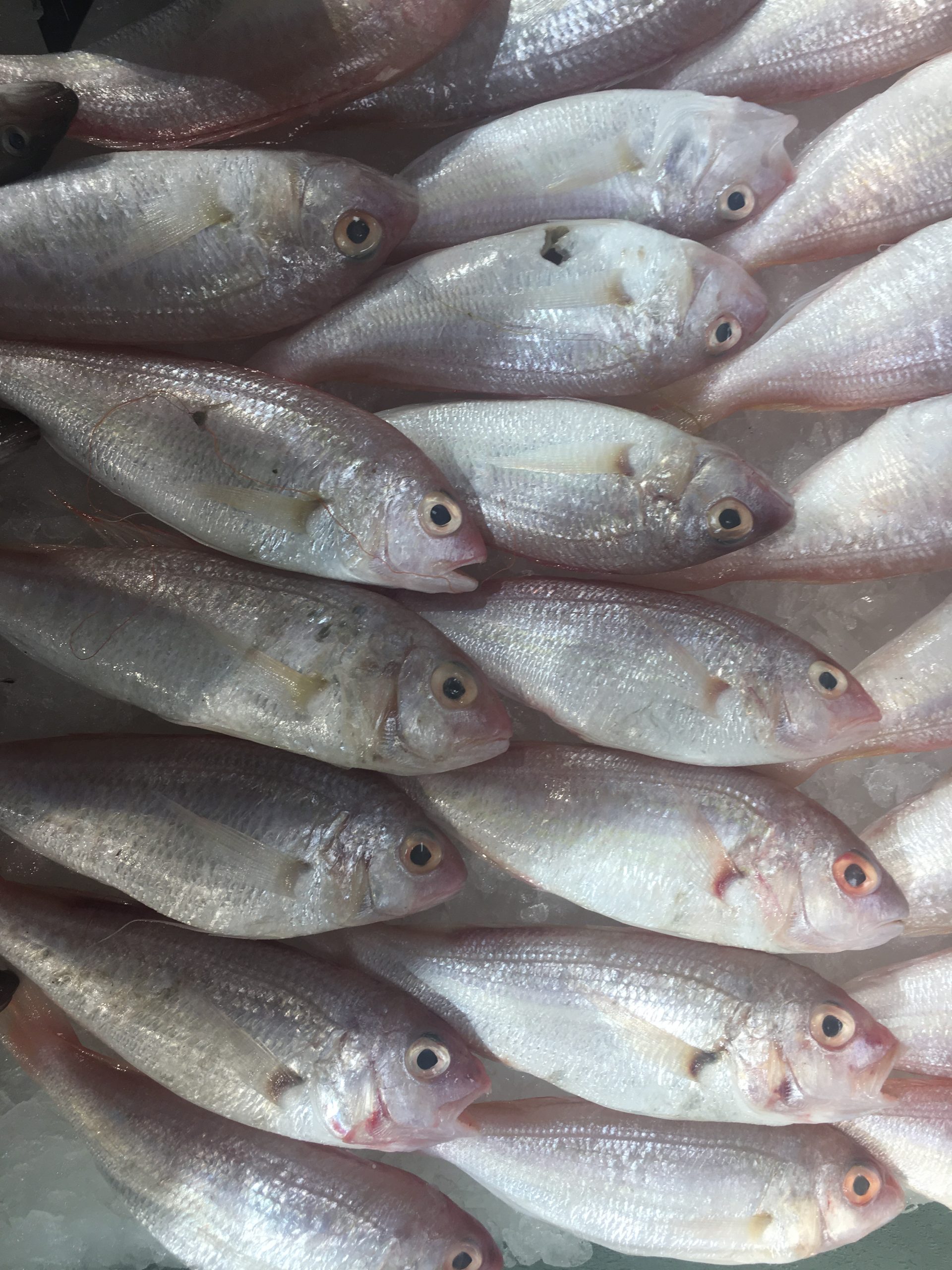 FİSHERSELİM - BALIK DEMEK SAĞLIK DEMEK ENGİNAR DEMEK İLAÇ DEMEK