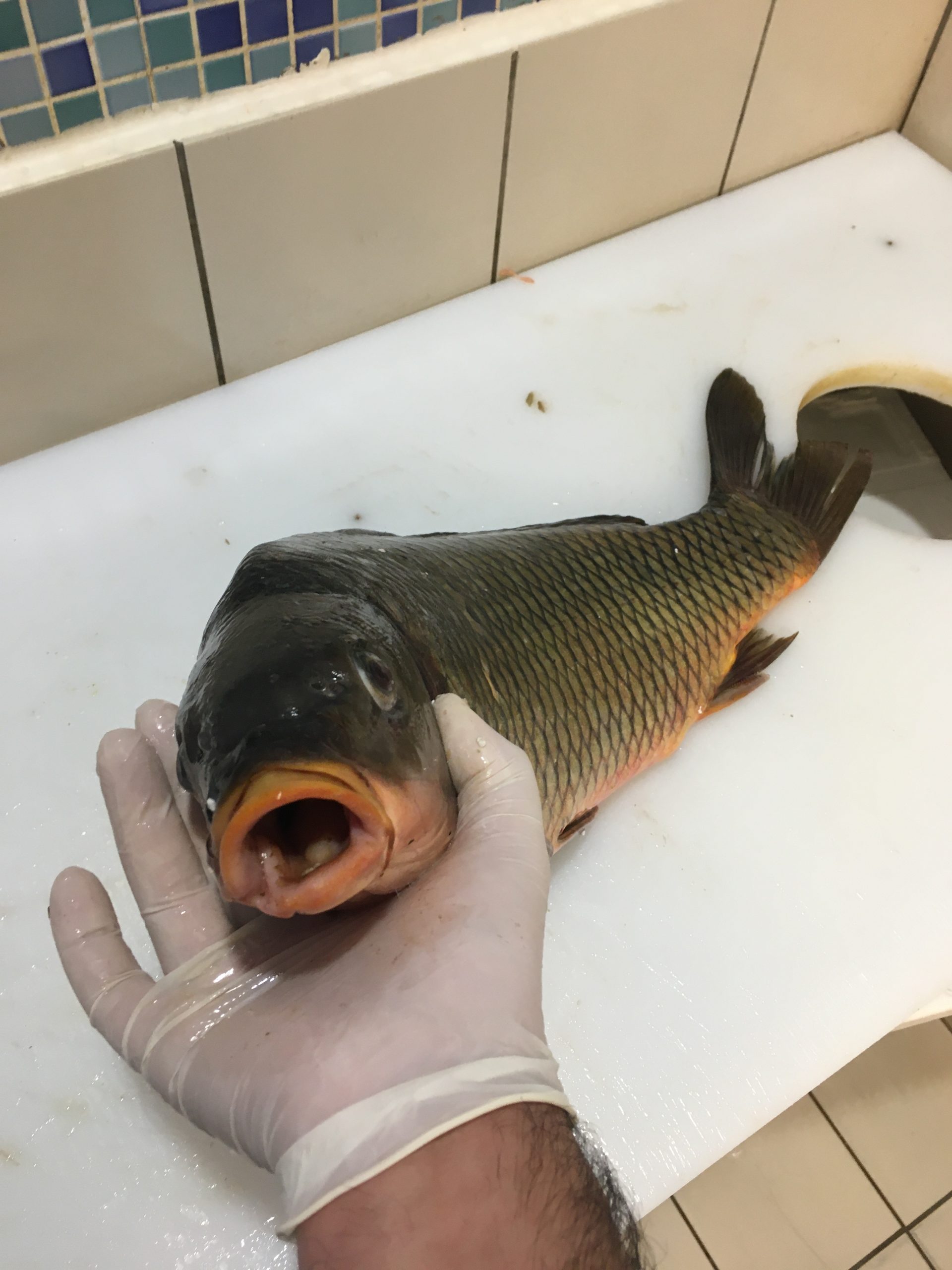 Carp fish benefits and features - Fisherselim carp fish benefits